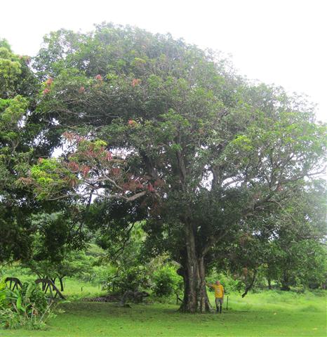 Index of /images/Fiji/